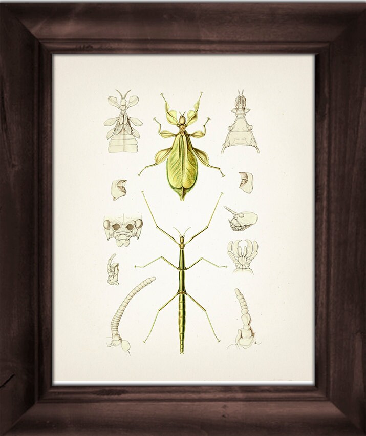 Leaf Insect and Stick Bug : Fine Art Print of a Vintage | Etsy