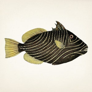 Triggerfish 1801 Fish Drawing - Fine Art Print of a Vintage Natural ...