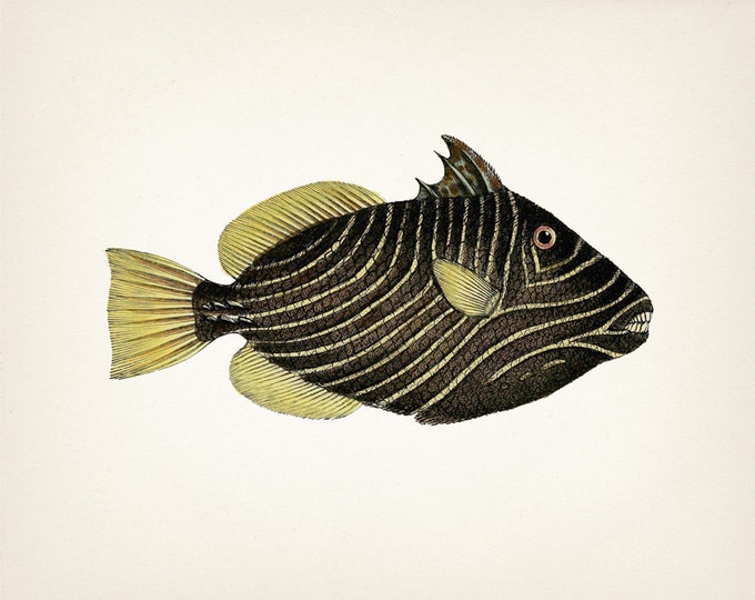 Triggerfish 1801 Fish Drawing Fine Art Print of a Vintage Natural ...