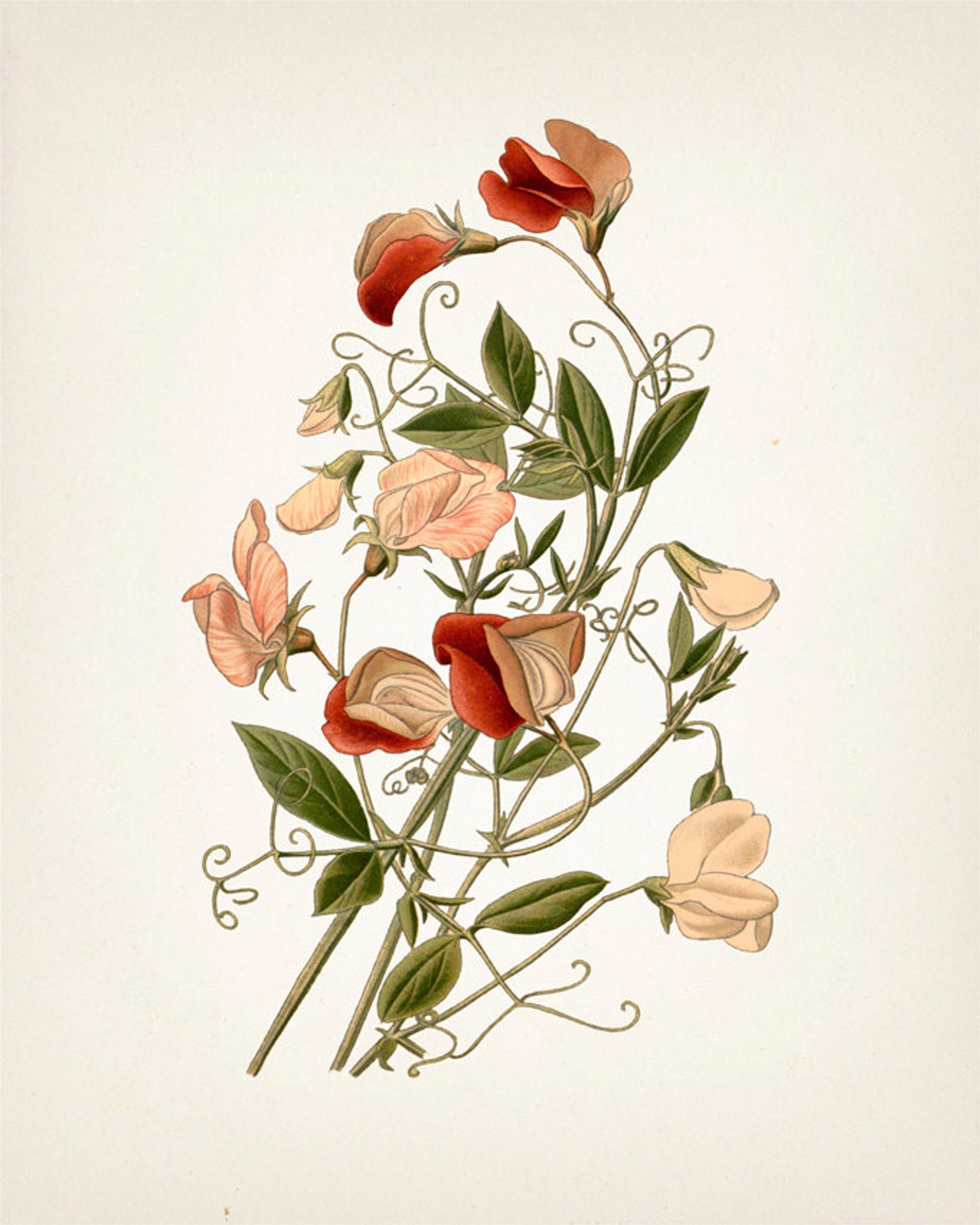 Sweet Pea Flower Botanical Illustration - FL-21 - Fine Art Print of a ...