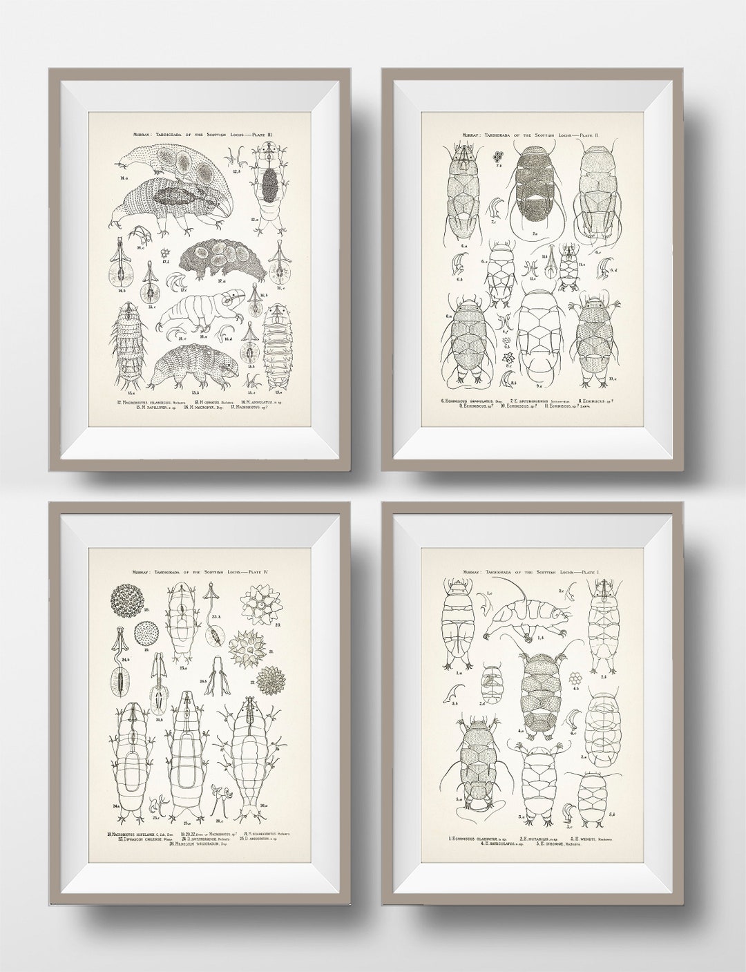 Tardigrades Water Bear Anatomy Specimens SET OF FOUR Fine art print ...