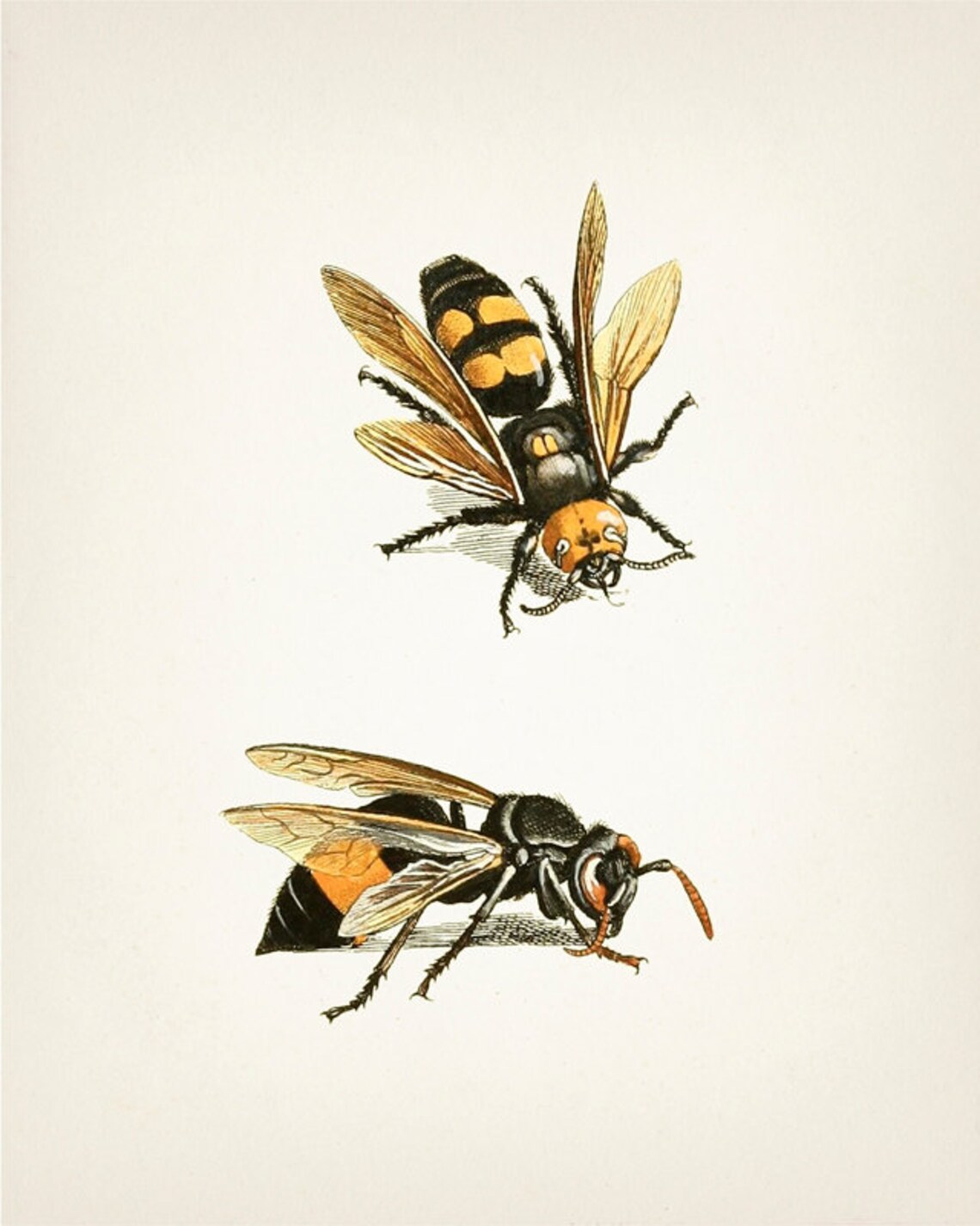 Wasps IN-10 Fine Art Print of a Vintage Natural History | Etsy
