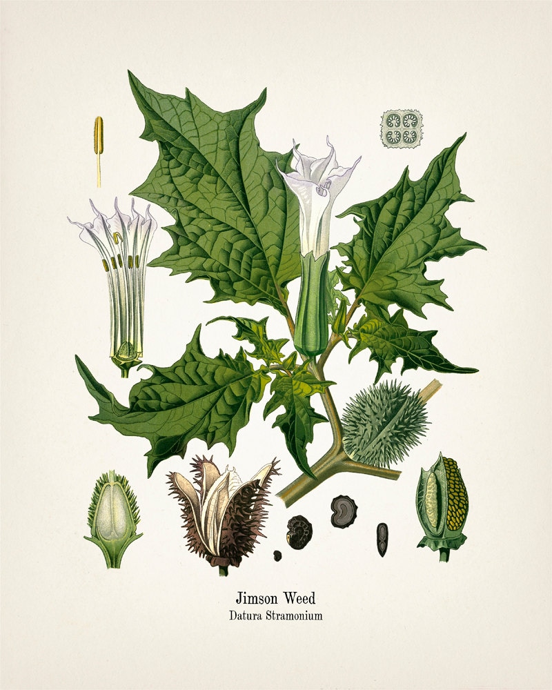 Jimson Weed Tea