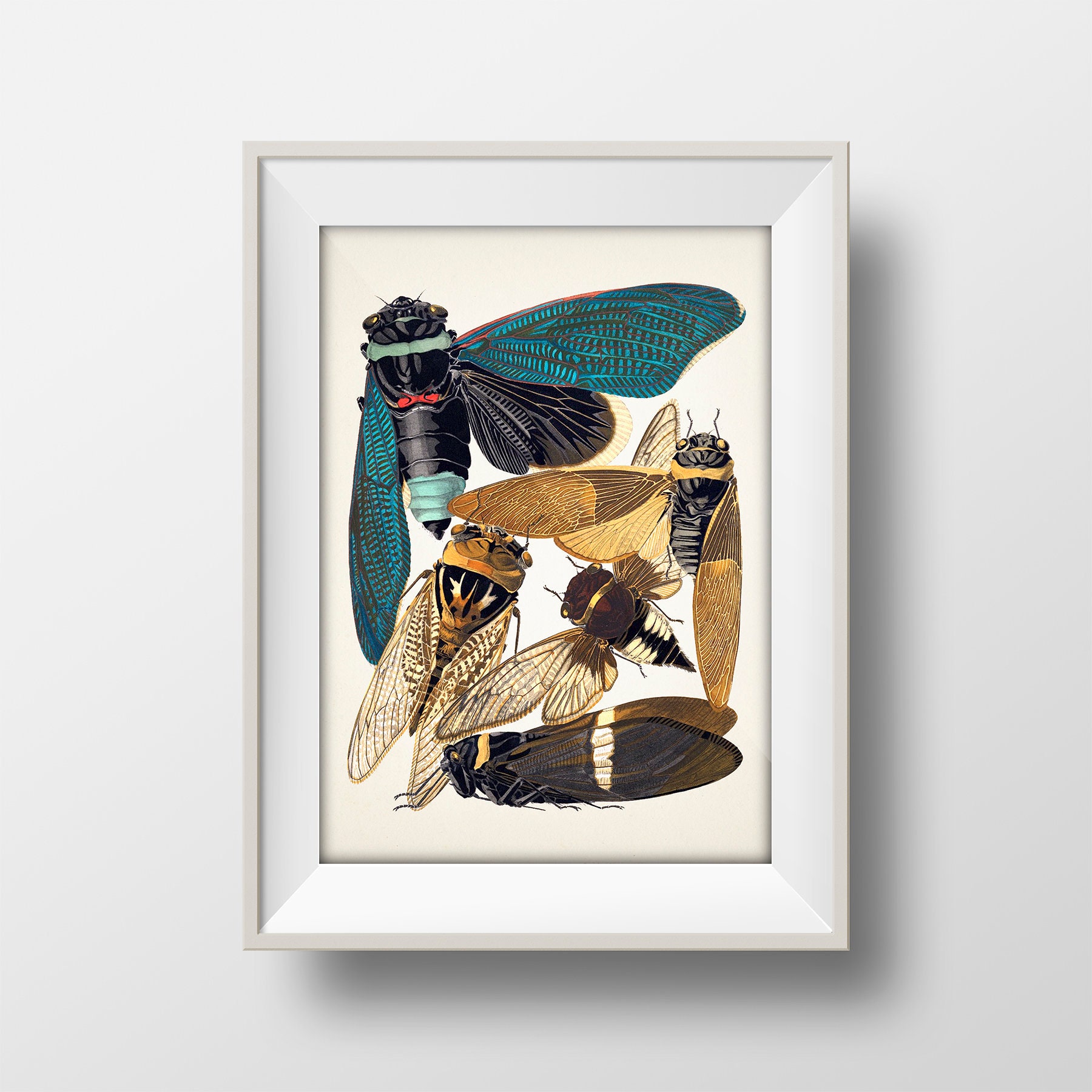 Insects No. 01 1926 Insectes IN-41 Fine Art Print of a | Etsy