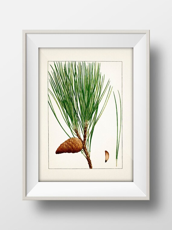 Red Pine Leaf
