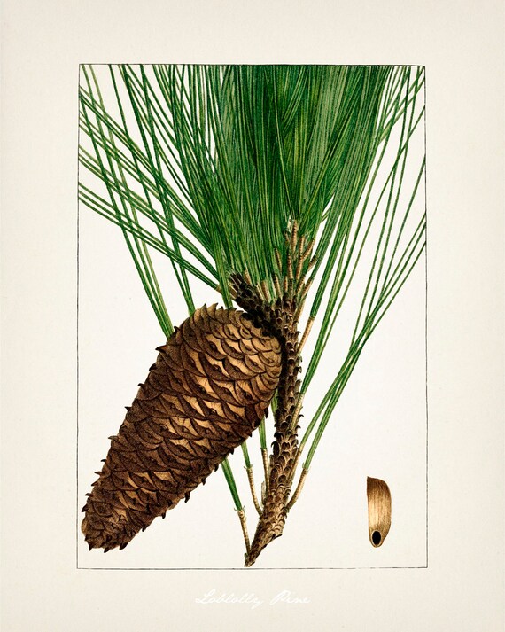 Pinus Taeda