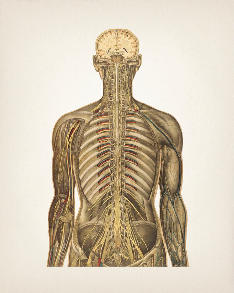 Human Anatomy CIRCULATORY System Back View HU-12 Fine Art - Etsy