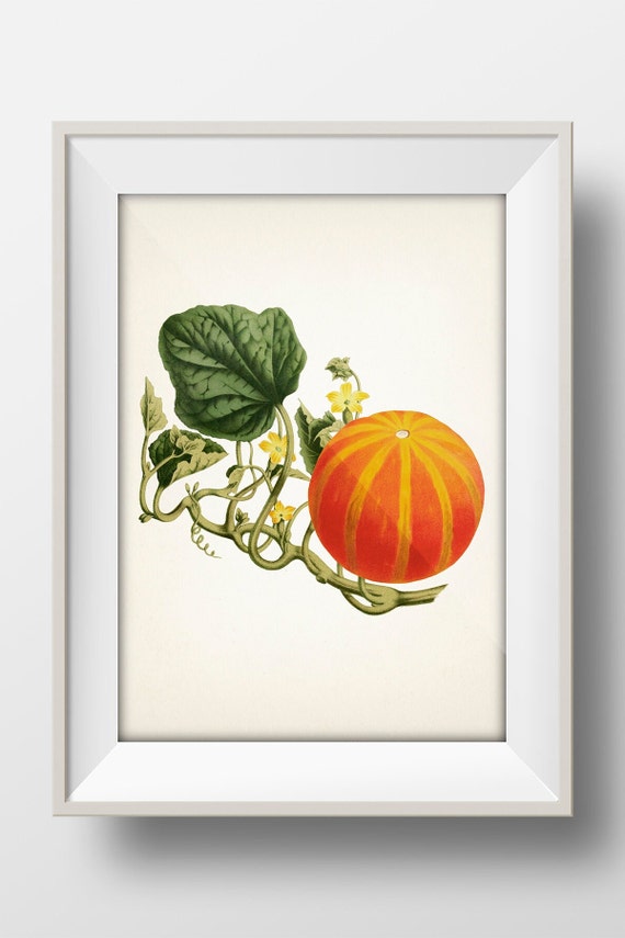 Pumpkin Botanical Illustration