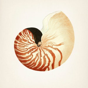 Nautilus Shell No. 53 - SH-53 - Fine Art Print of a Vintage Natural ...