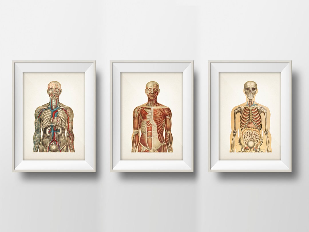 Human Anatomy Wall Art Set of Three - Fine Art Prints of a Vintage ...