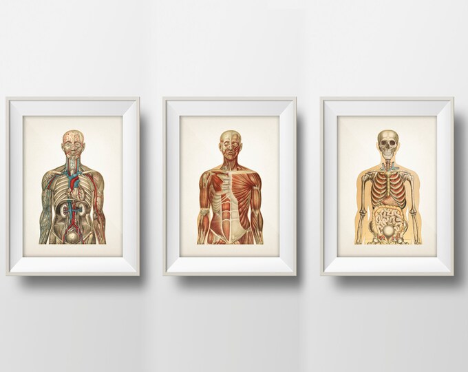 Human Anatomy Wall Art Set of Three Fine Art Prints of a Vintage ...