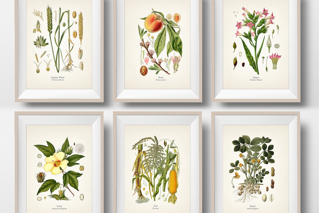 American Southern Crops Set of 6 Botanical Illustrations Peach, Corn ...