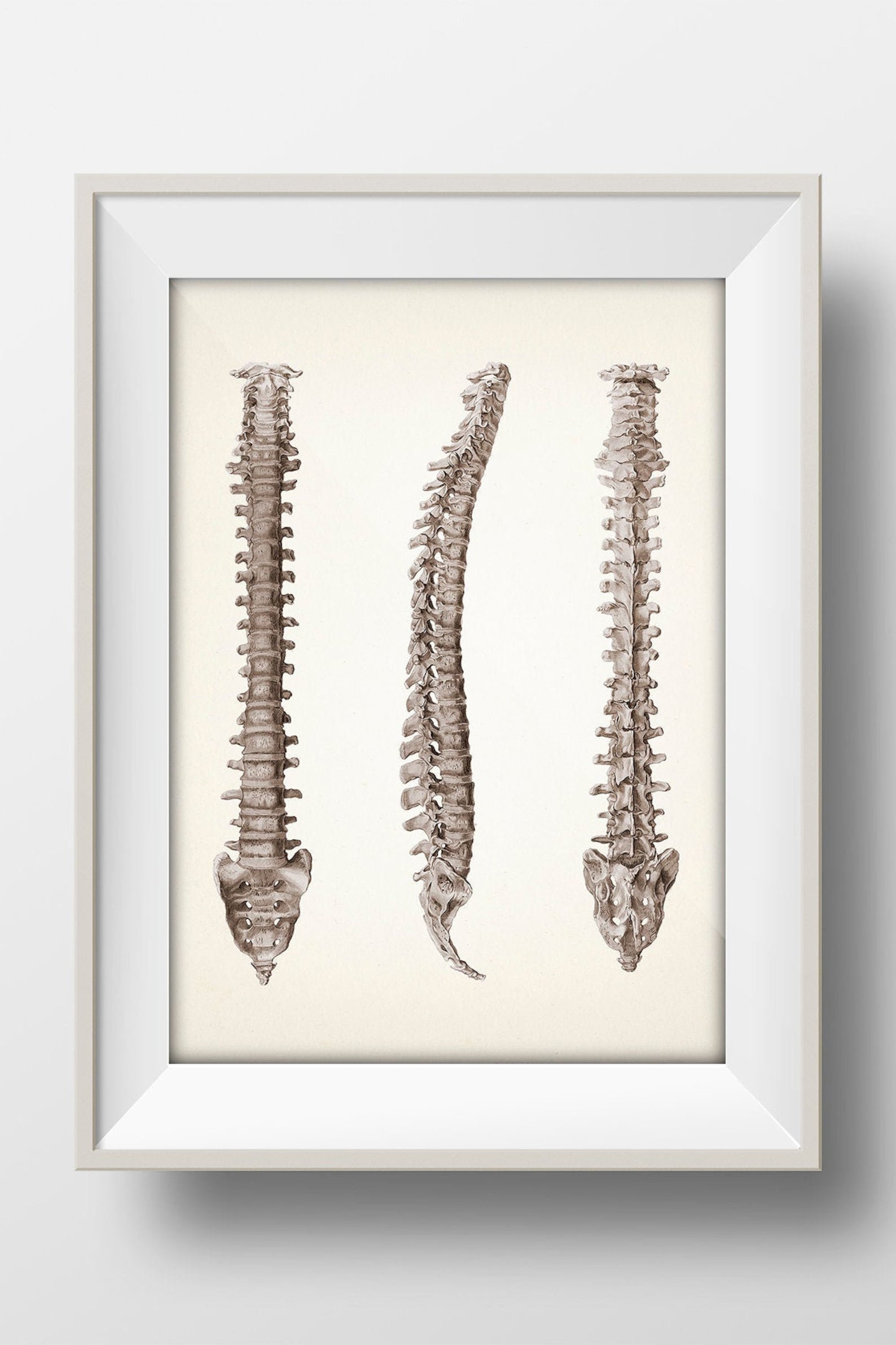 Spine and Sacrum Anatomical Illustration HU-31 Fine Art | Etsy