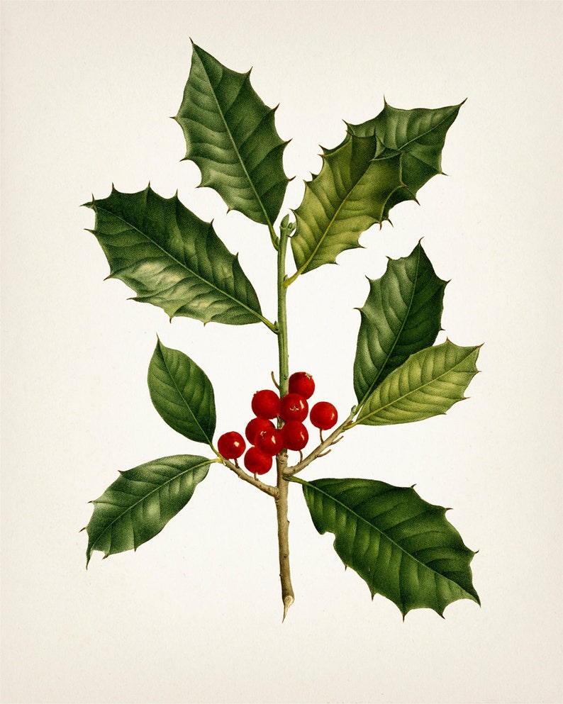 Holly Plant Christmas Botanical Print Holiday Wall Art | Etsy