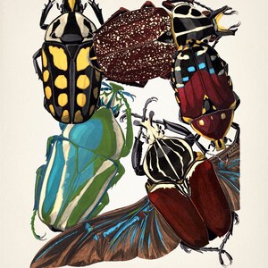 Insects No. 11 [1926] Insectes - IN-51 - Fine Art Print of a Vintage ...