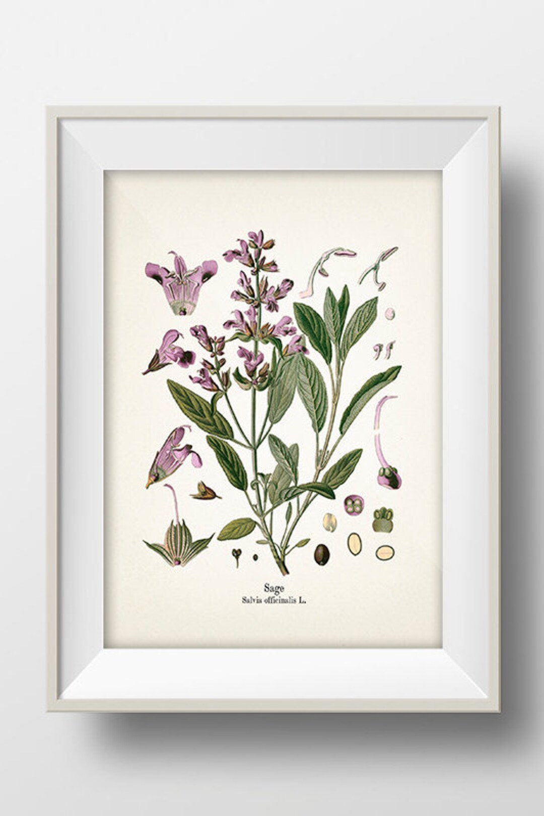 Vintage Sage Print - KO-10 - Fine Art Prints of Kohler's Vintage ...