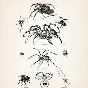 Spiders Illustration - Tarantula, Araneae, Araneidae [1806] -IN-19 Fine ...