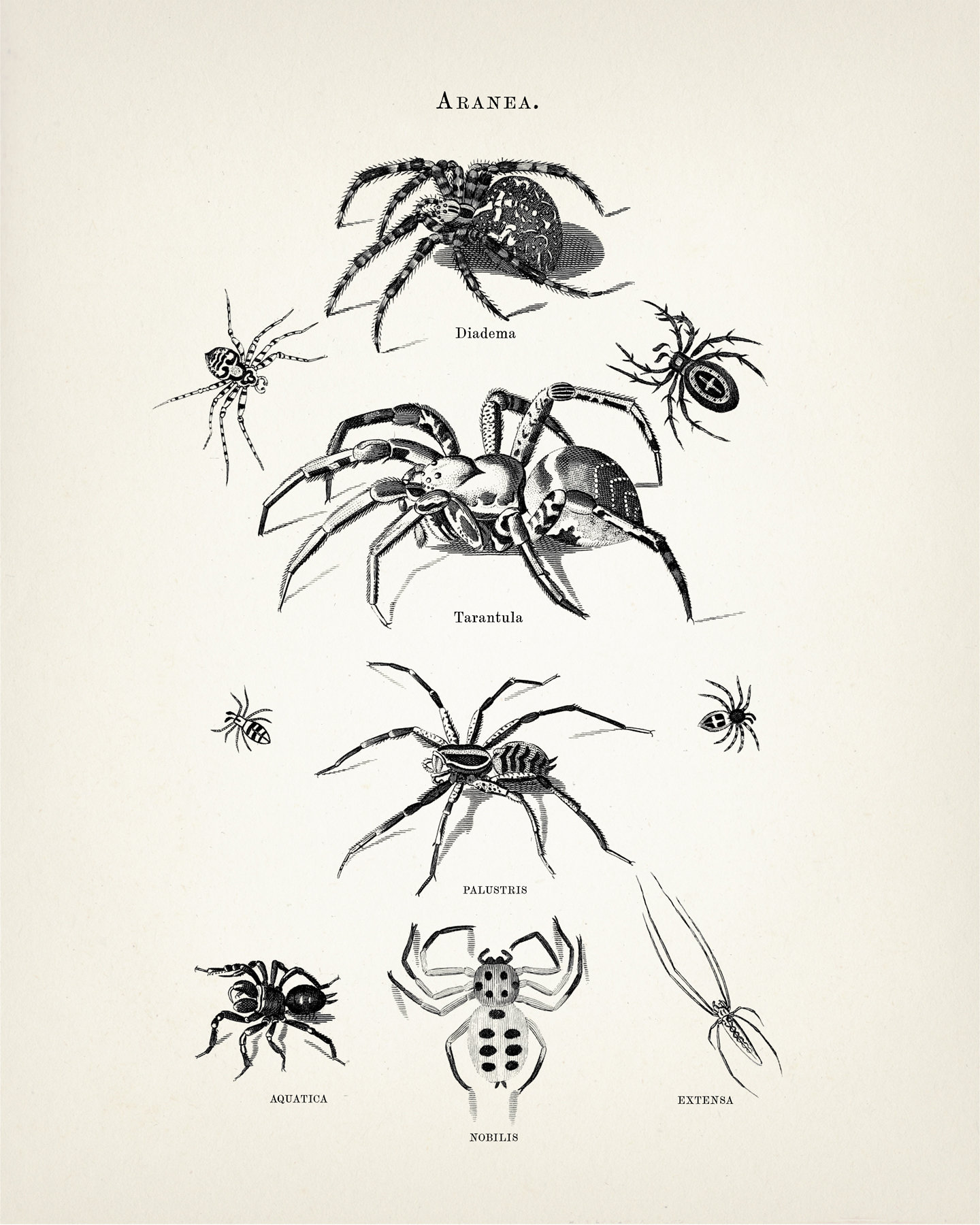 Araneae Anatomy
