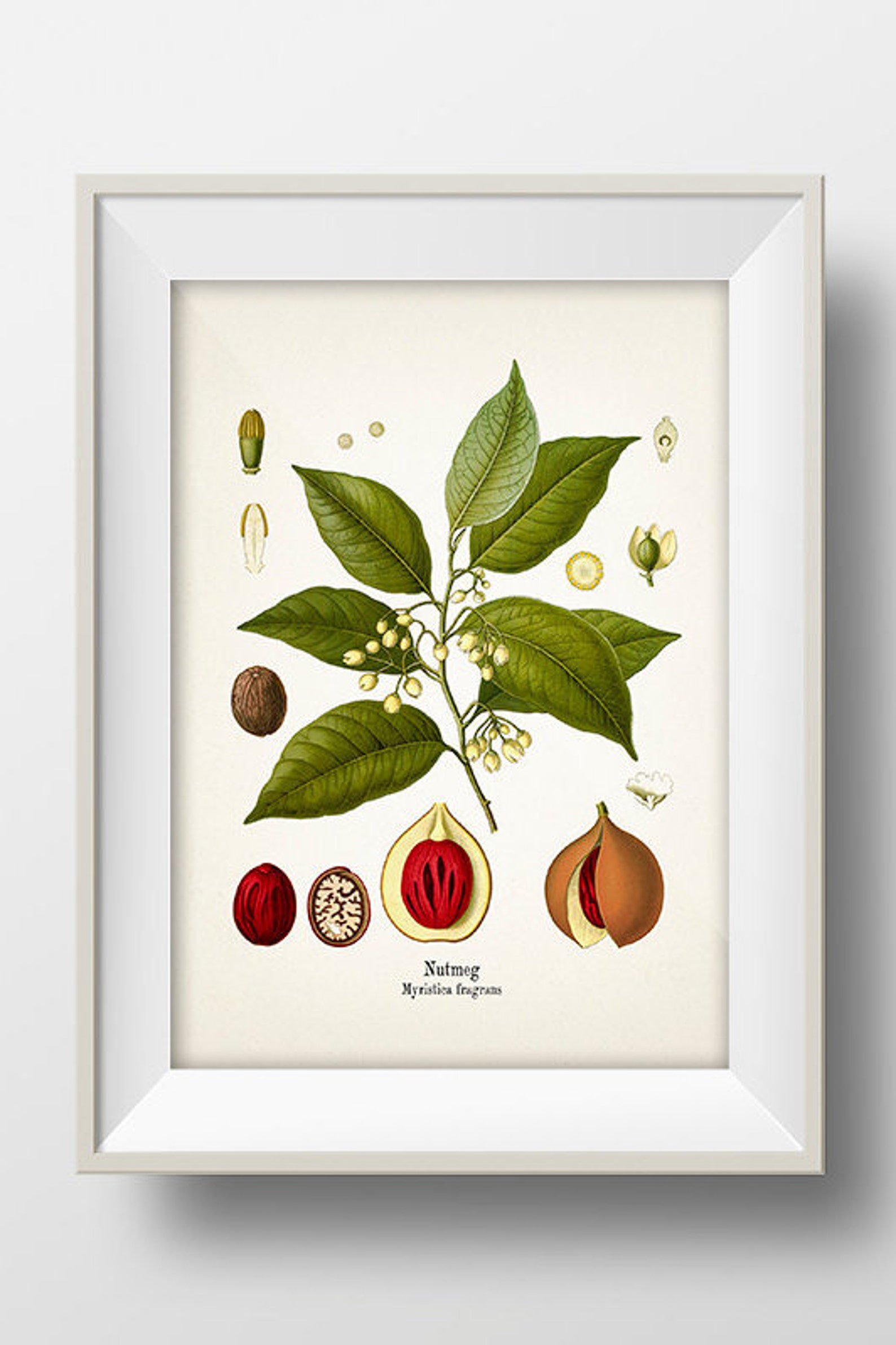 Vintage Nutmeg Print - KO-17 - Fine Art Prints of Kohler's Vintage ...