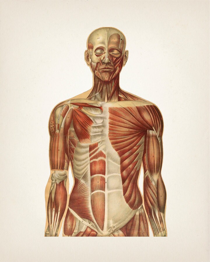 Human Anatomy MUSCLE System - HU-06 - Fine Art Prints of a Vintage ...