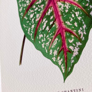 Plant Leaf Wall Art No. 19: CALADIUM CHANTINI Heart of Jesus [lf-19 ...