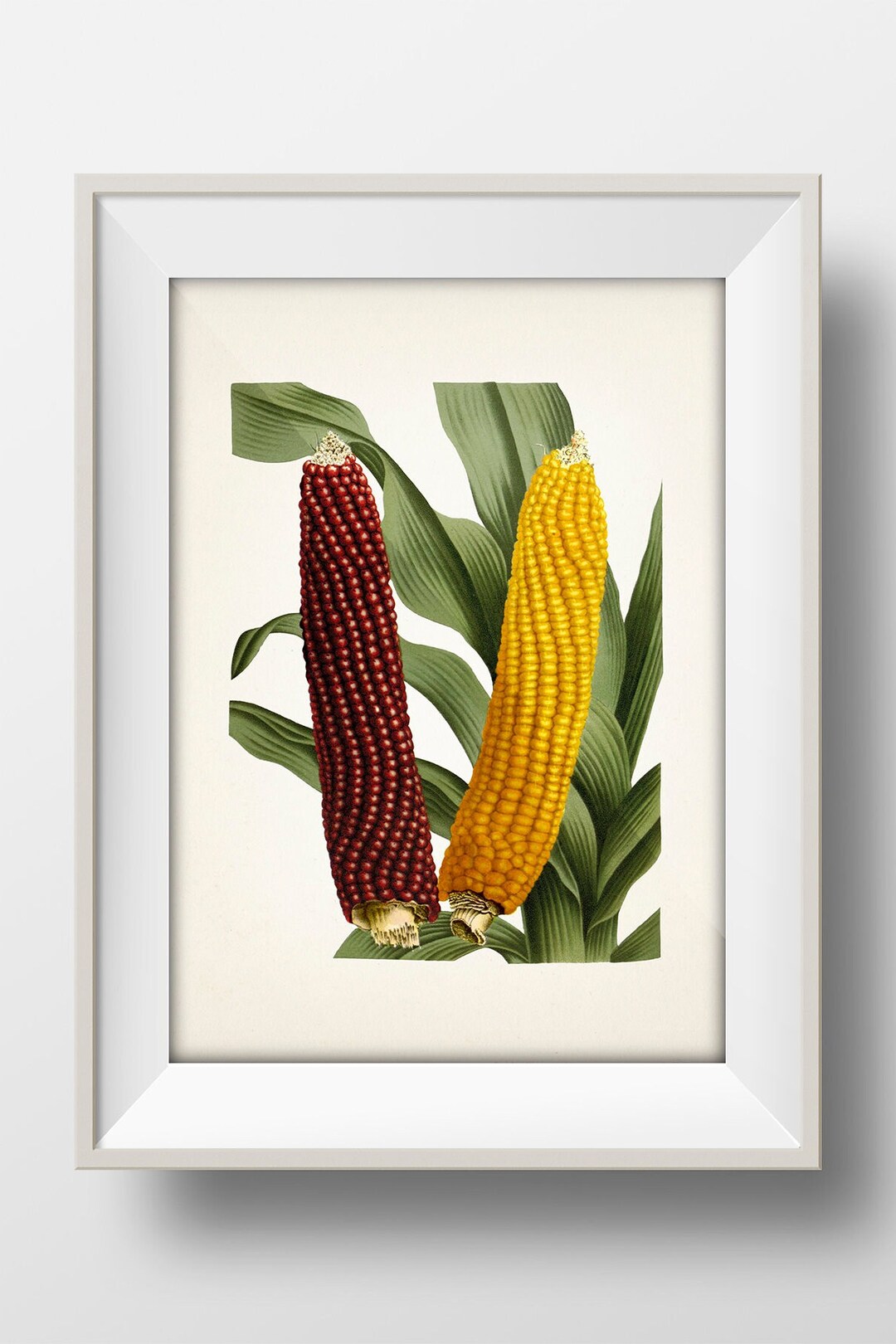 Harvest Corn Botanical Illustration, Maize - Zea Mais - [1880] -PL-08 ...