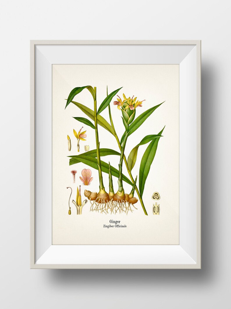 Vintage Ginger Botanical Print - KO-52 - Fine Art Prints of Kohler's ...