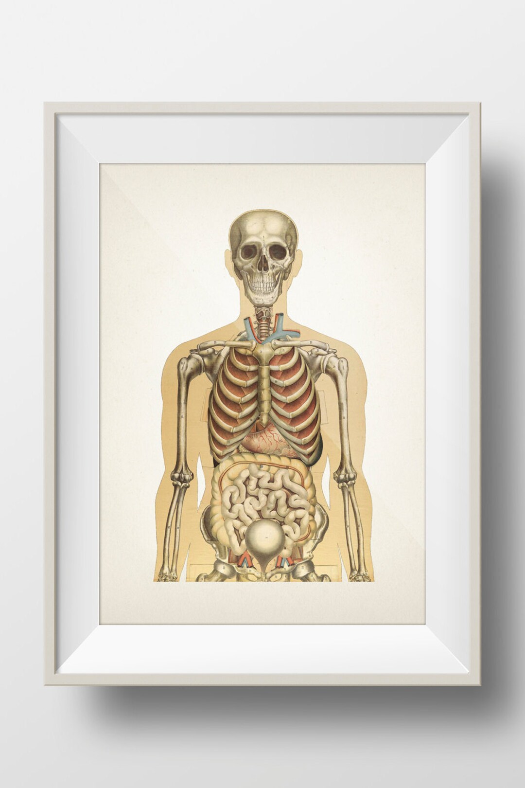Human Anatomy SKELETAL System - HU-09 - Fine Art Prints of a Vintage ...