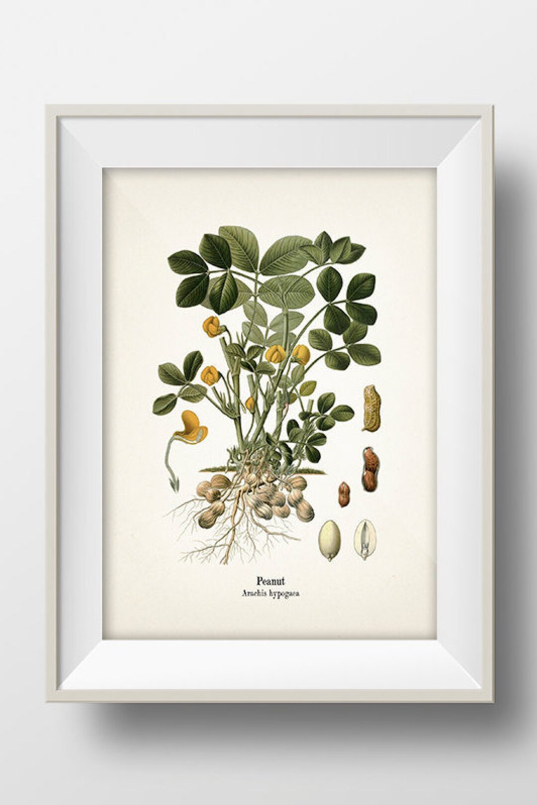 Vintage Peanut Print - KO-09 - Fine Art Prints of Kohler's Vintage ...