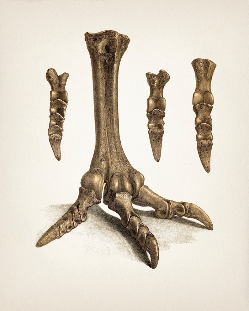 Extinct Moa Bird Foot OE-15 Fine Art Print of a Curious - Etsy