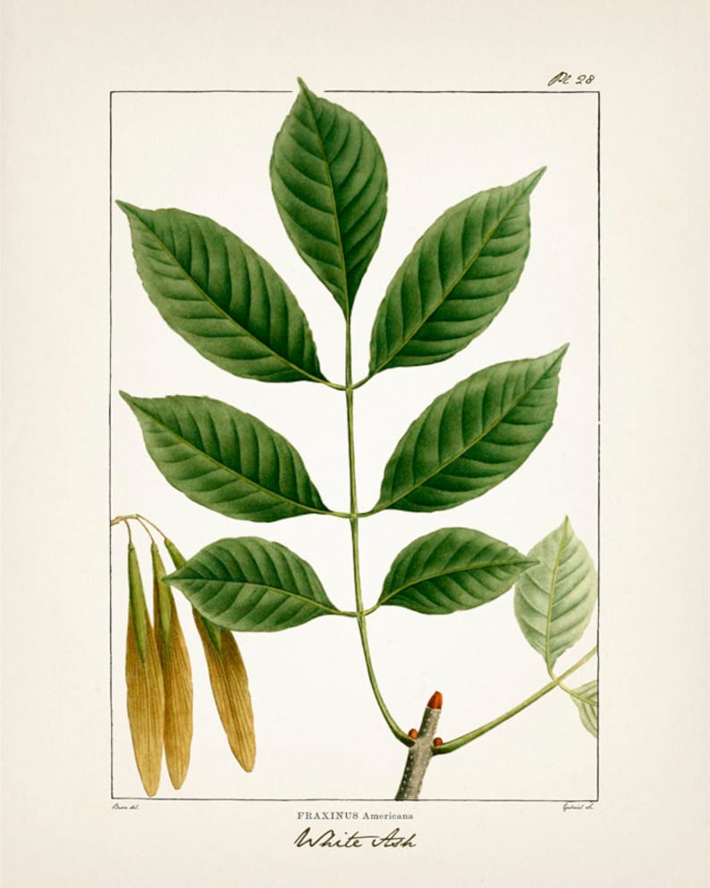 White Ash Tree fraxinus Americana TR-28 Fine Art Print | Etsy