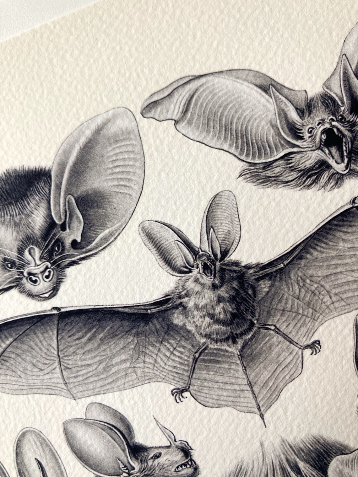 Bats Collage by Haeckel MA-02 Fine Art Print of a Vintage | Etsy
