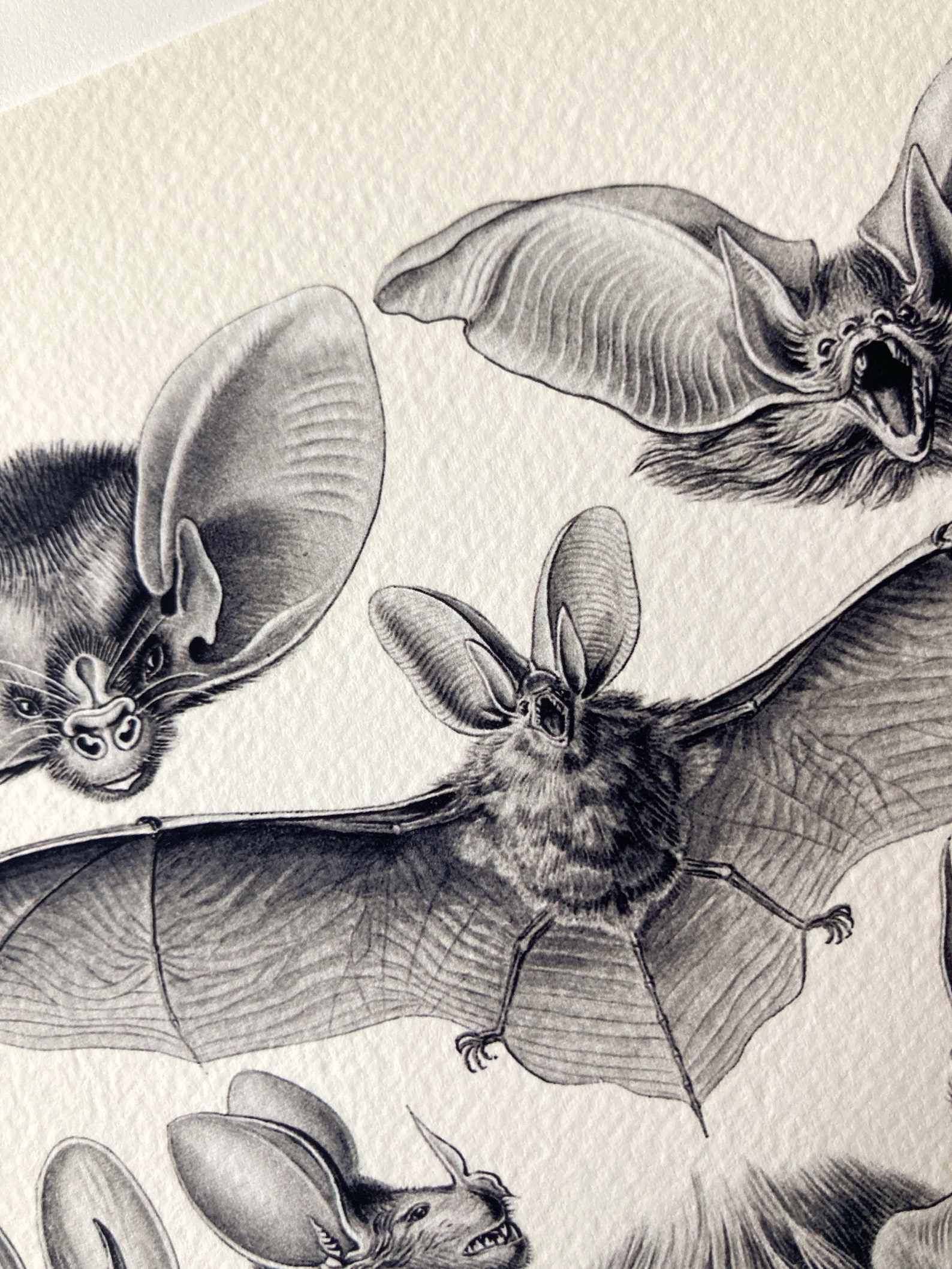 Bats Collage by Haeckel - MA-02 - Fine Art Print of a Vintage Natural ...
