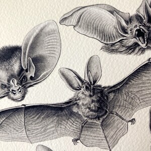 Bats Collage by Haeckel - MA-02 - Fine Art Print of a Vintage Natural ...