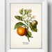 Strychnine Tree Strychnos Nux-vomica KO-44 Fine Art Prints of Kohler's ...