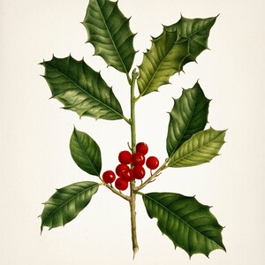 Christmas Holiday Botanical Prints Set of 4 - Holly, Mistletoe ...