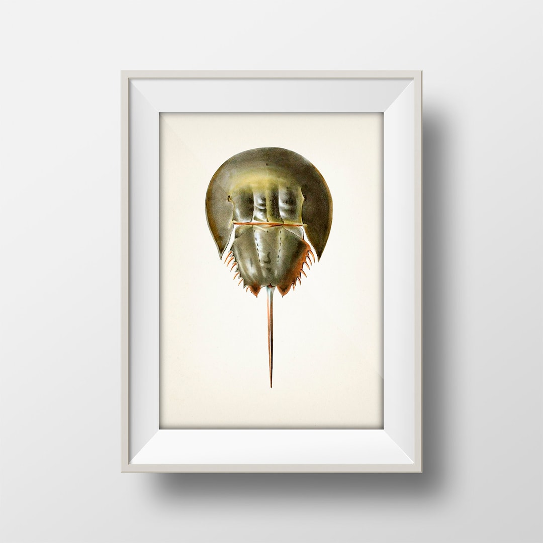 Horseshoe Crab - Limulus Polyphemus - SC-15 - Fine Art Print of a ...