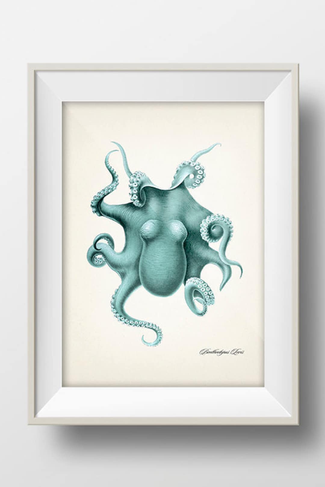 Blue Octopus 1 (benthoctopus Levis)- OC-05 - Fine Art Print of a ...
