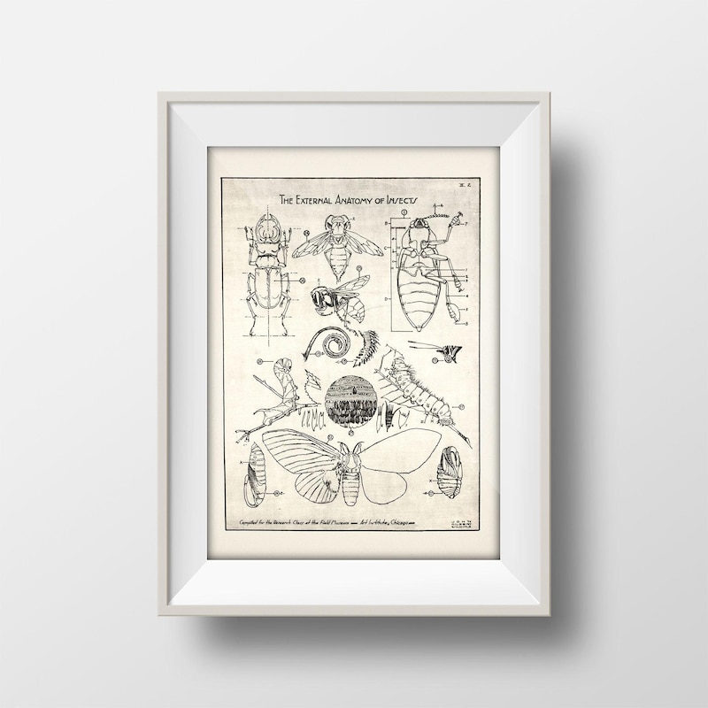 Anatomy Pictures Nature - Etsy