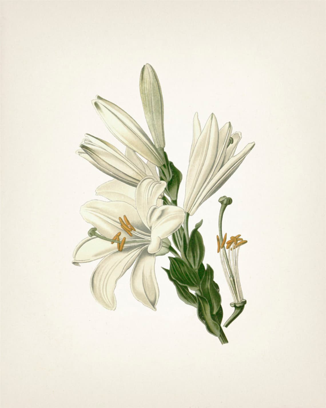 White Lily St. Joseph's Lily lilium Candidum FL-25 - Etsy