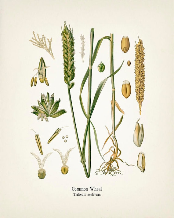 Vintage Wheat Illustration