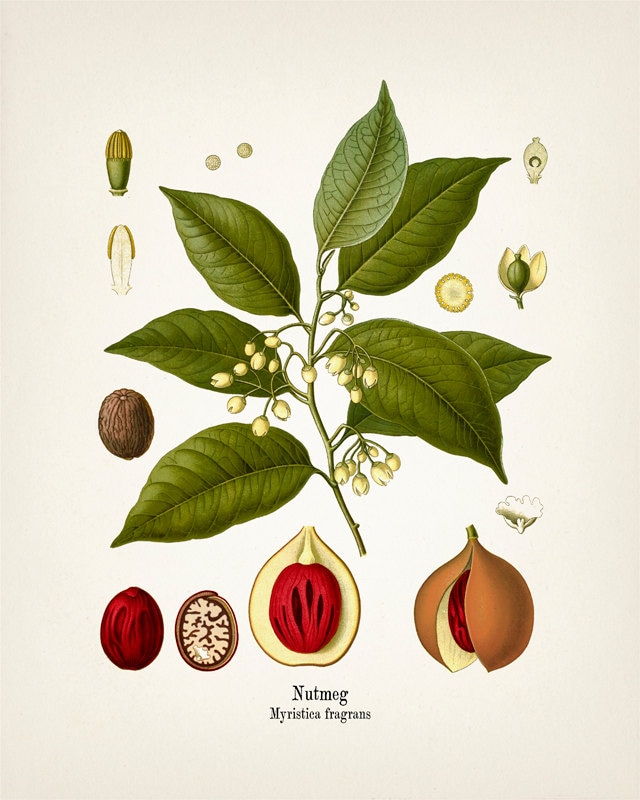 Vintage Nutmeg Print KO-17 Fine art prints of Kohler's | Etsy