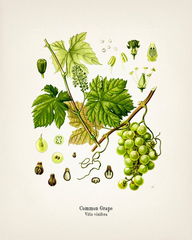 Vintage Grape Print KO-04 Fine Art Print of a Vintage | Etsy