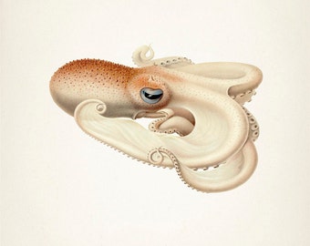 Angel Octopus 1 OC-01 Fine Art Print of a Vintage Natural | Etsy