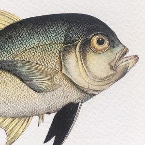 Blue Green Fish Print Set - 1801 Fish Drawings. - Fine Art Print of a ...