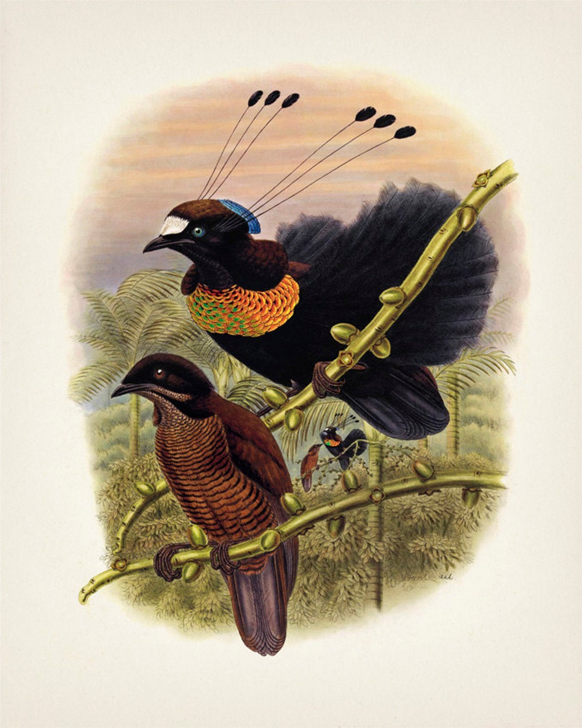 Lawe's Parotia Bird of Paradise (parotia Lawesii) - BP-22 - Fine Art ...
