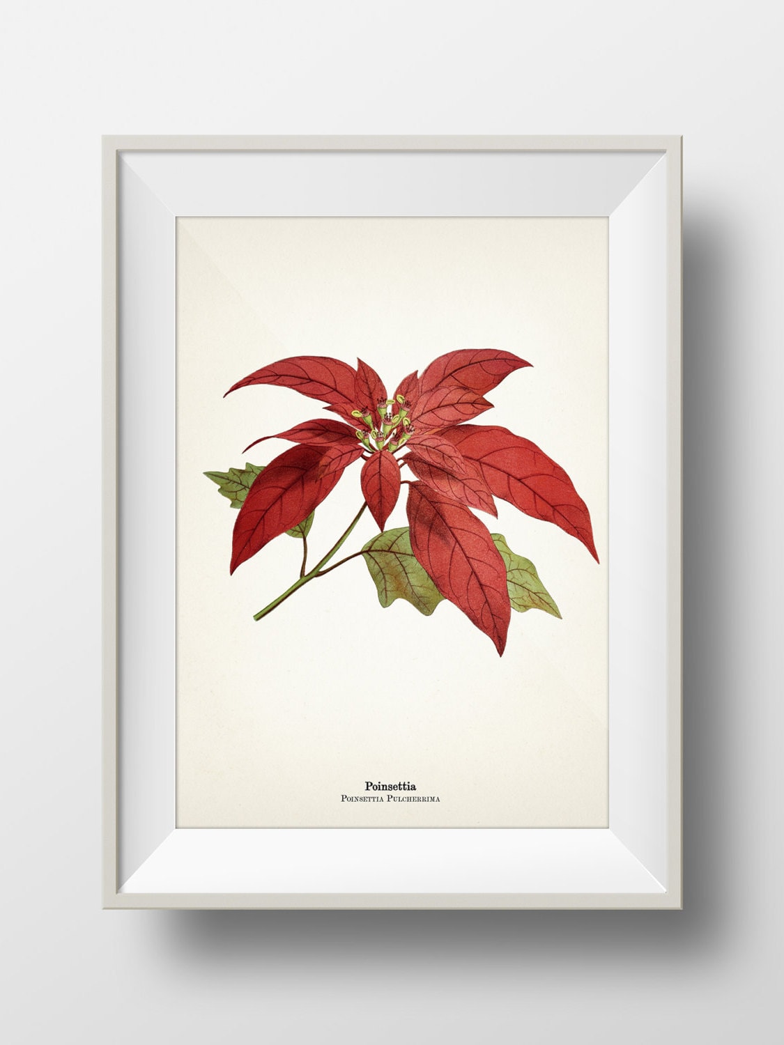 Poinsettia Botanical Drawing