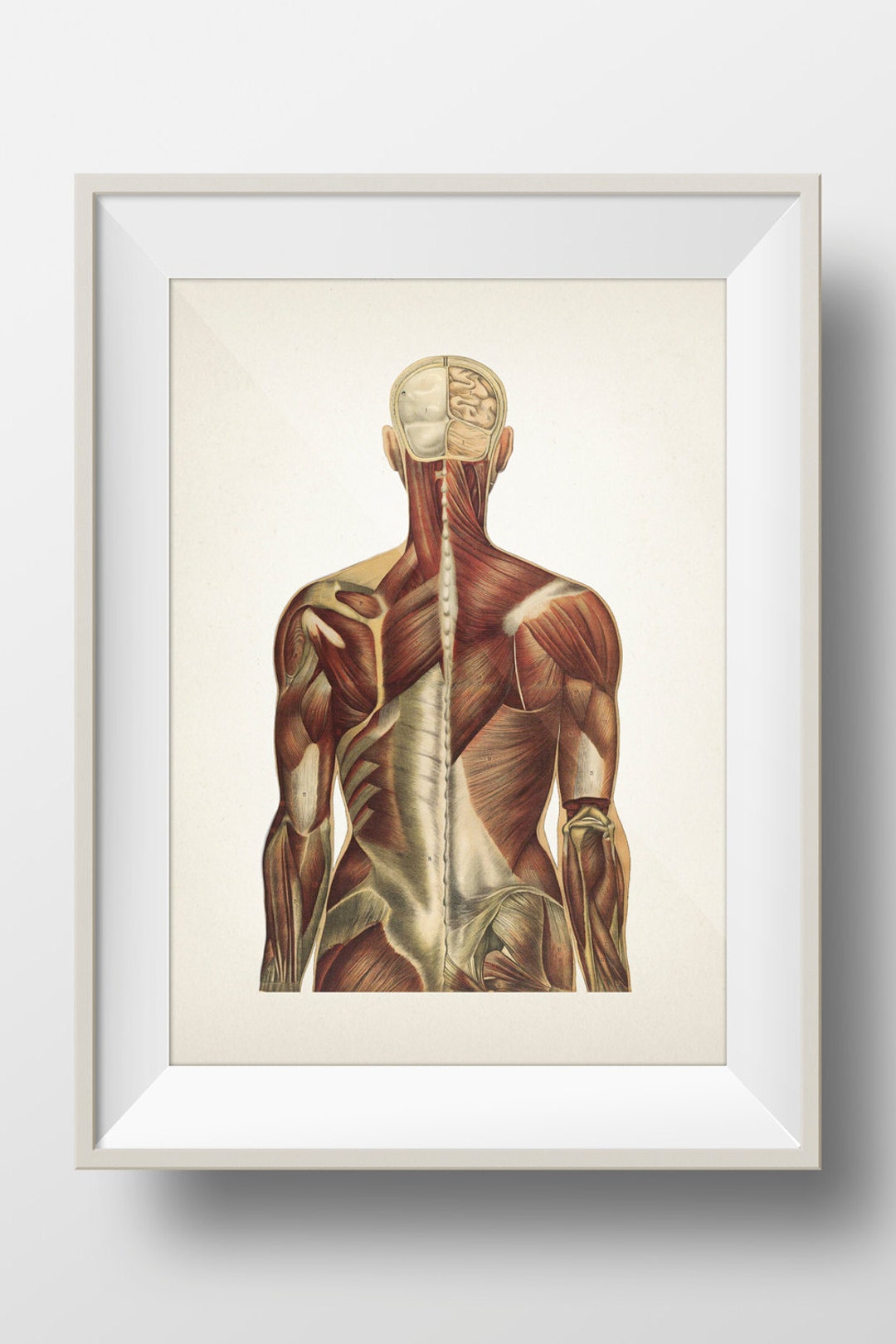Human Anatomy MUSCLE System Back View - HU-15 - Fine Art Prints of a ...