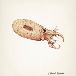 Octopus 2 (japetella Diaphana)- OC-12 - Fine Art Print of a Vintage ...