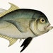 Brama Atropus by Marcus Elieser Bloch 1801 Fish Drawing. Fine Art Print ...